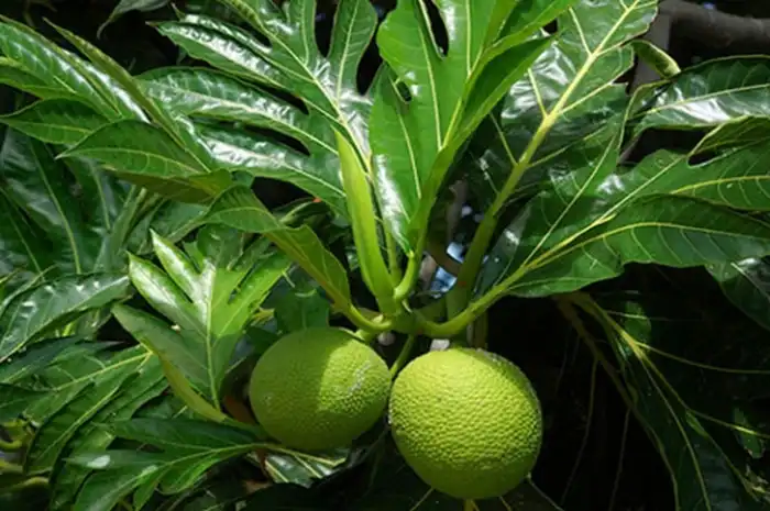 10 Manfaat Daun Sukun Bagi Kesehatan yang Perlu Diketahui Banyak Orang ...