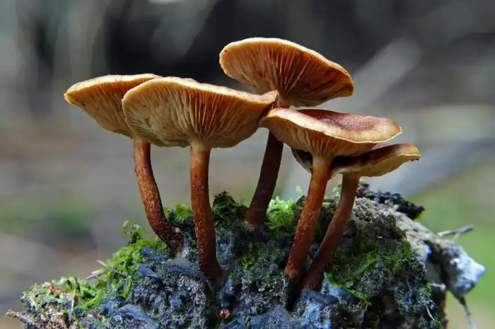 Berikut Ini Pengertian Ciri Ciri Jenis Dan Struktur Kingdom Fungi