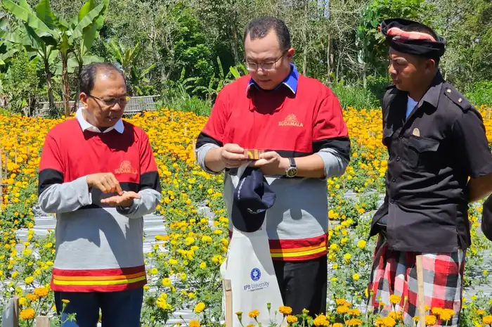Gubernur Bali: Marigold Khas Bali Sudah Ada, Selanjutnya Mawar dan ...