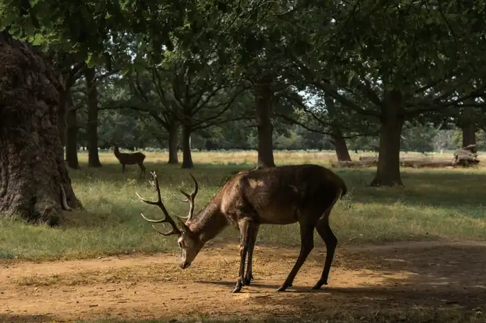 25 Contoh Kalimat dari Kata Habitat, beserta Artinya dalam KBBI - Sonora.id