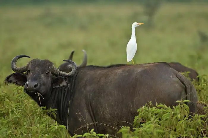 13 Contoh Simbiosis Komensalisme Makhluk Hidup dengan Penjelasannya ...
