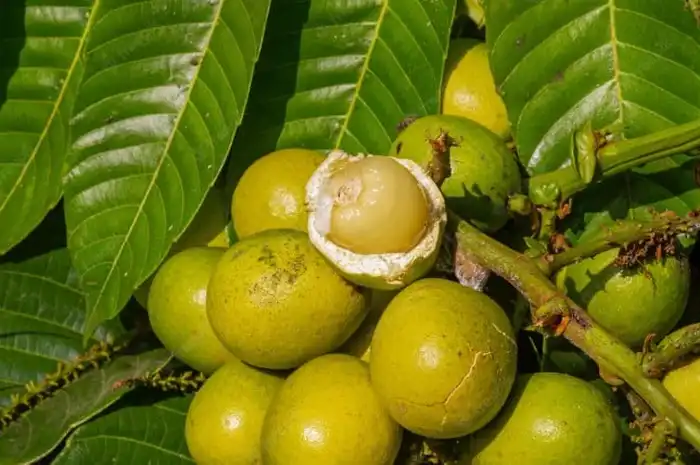 6 Manfaat Buah Matoa bagi Kesehatan yang Jarang Diketahui - Sonora.id