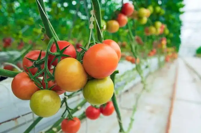 26 Contoh Tumbuhan Dikotil dan Strukturnya - Sonora.id