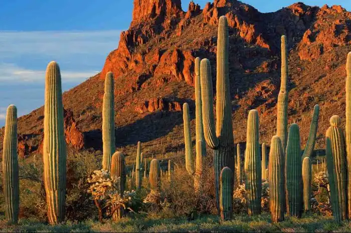 Pengertian Tumbuhan Xerofit, Lengkap dengan Ciri-ciri, Habitat, dan ...