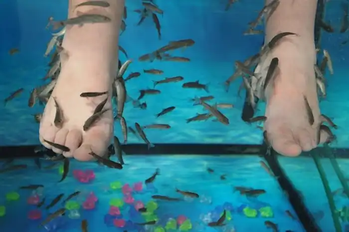 7 Manfaat Terapi Ikan untuk Kesehatan, Apa Saja? - Sonora.id