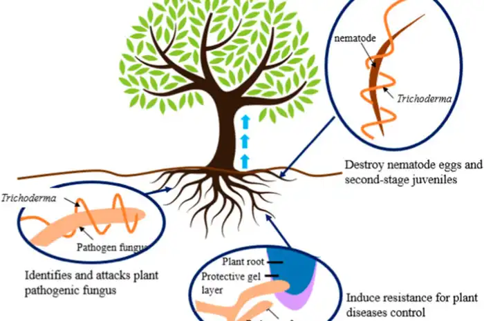 Manfaat Jamur Trichoderma bagi Tanaman yang Jarang Diketahui - Sonora.id