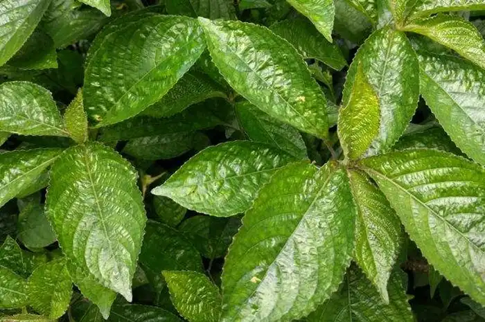 12 Manfaat Daun Keji Beling, Ampuh Atasi Batu Ginjal hingga Diabetes ...