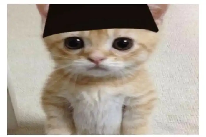 10 Gambar PP Kucing Ramadhan 2024/1445 H yang Lucu dan Menggemaskan ...