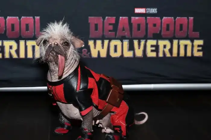 Kisah Pemilihan Dogpool dalam 'Deadpool & Wolverine' Si Anjing Terjelek ...