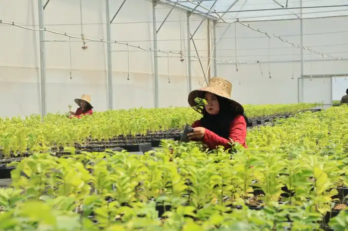 Berkapasitas Produksi 8-10 Juta Bibit Per Tahun, Kalsel Kini Miliki ...