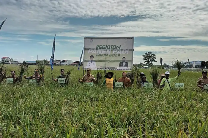 DKPP Kubu Raya Gelar Panen Padi 2024 dalam Upaya Pengendalian Inflasi ...