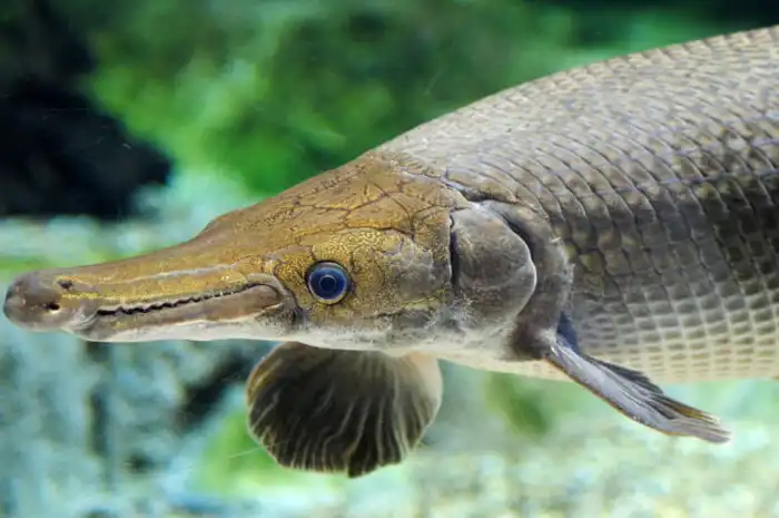 Mengenal Ikan Aligator Gar dan 5 Alasan Spesies Ini Dilarang Dipelihara ...