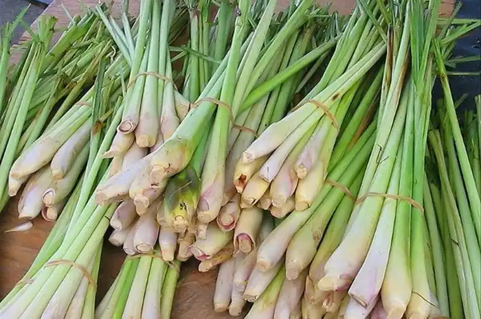 15 Manfaat Kesehatan Sereh untuk Kesehatan yang Bisa Mengubah Hidupmu ...