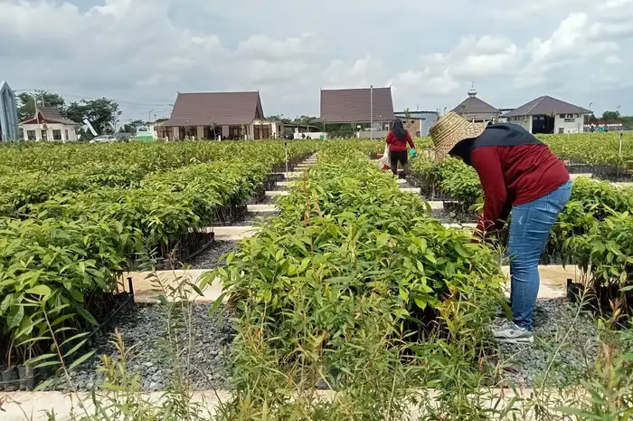 Menteri LHK Resmikan Persemaian Liang Anggang, Kapasitas Produksi 10 ...