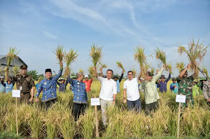 Hingga Akhir Tahun, Target Produksi Gabah Kering Giling Di Jabar ...