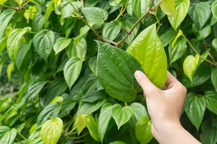 10 Manfaat Rebusan Daun Sirih untuk Kesehatan, Menyehatkan Mulut dan ...