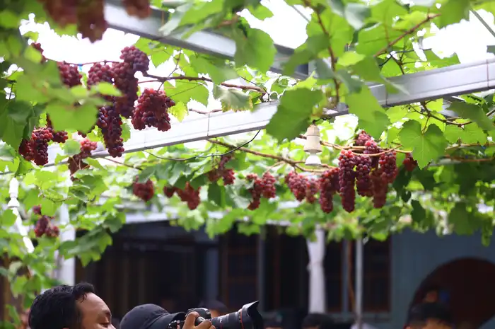 Kunjungi OKI, Gubernur Herman Deru Apresiasi Kebun Anggur Viral di Desa ...