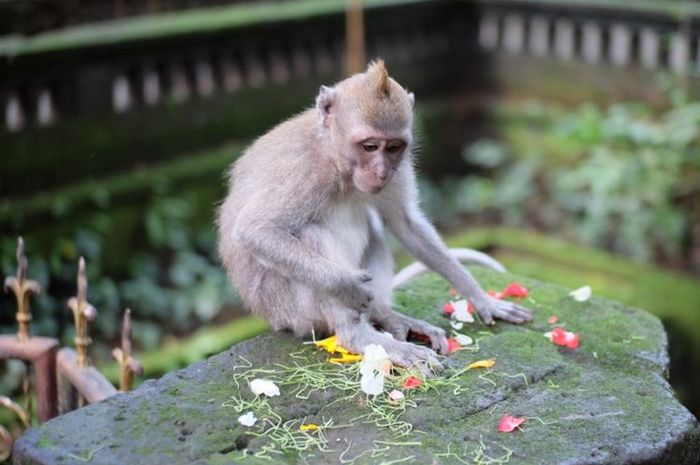Di Tengah Covid-19, Monkey Forest Tetap Habiskan Biaya Rp.120 Juta ...