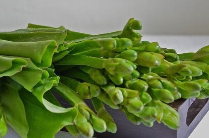 Berikut Syair Lagu Asli Genjer-genjer dari Bahasa Using Banyuwangi ...