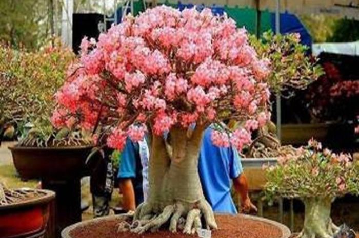 Jadi Rekomendasi Bunga yang Lagi Nge-tren, Adenium Arabicum si Bonggol ...