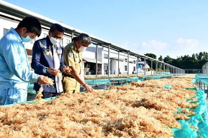 Hadapi Pandemi, Perusahaan Pengolahan Rumput Laut Ini Tak PHK Karyawan ...