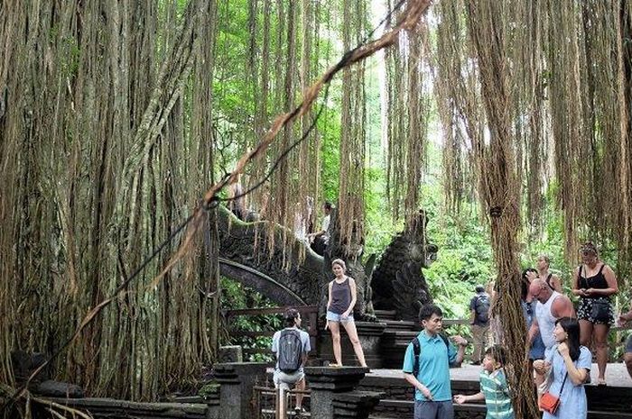 Sangeh Monkey Forest dan Monkey Forest Ubud Bali Sudah Dibuka Kembali ...