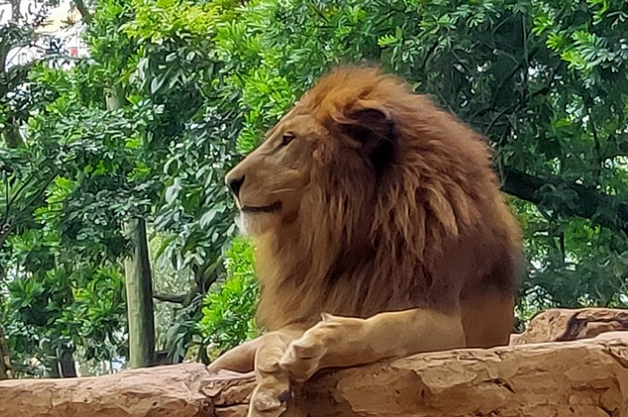 10 Fakta Unik dari Si Raja Hutan yang Diperkirakan Keturunan Kucing ...