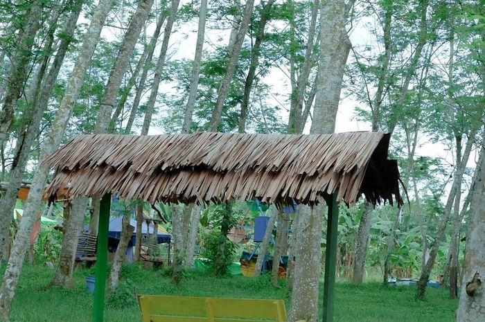Cobain Suasana Baru, Camping di Hutan Albasia Kuala Dua Kubu Raya ...