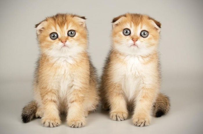 Ternyata Kucing Miliki Banyak Tulang Dibanding Manusia! Bagaimana Bisa ...