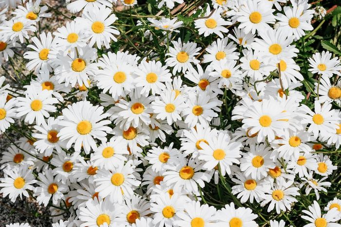 5 Fakta Unik Bunga Daisy, Flora Cantik yang Bisa Dikonsumsi! - Sonora.id