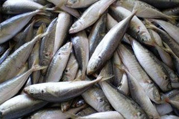 Resep Membuat Tumis Sambal Ikan Layang yang Bergizi Tinggi - Sonora.id
