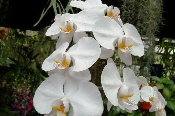 Bukan Sembarang Hiasan, 6 Bunga Ini Bisa Jadi Pembuka Pintu Rezeki Bagi ...