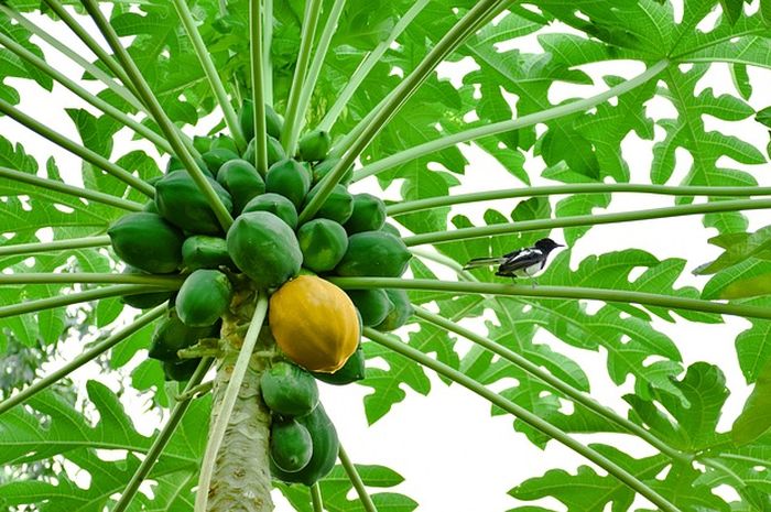 Nyesel Baru Tahu Sekarang, Tanam Pohon Pepaya di Depan Rumah Ternyata ...