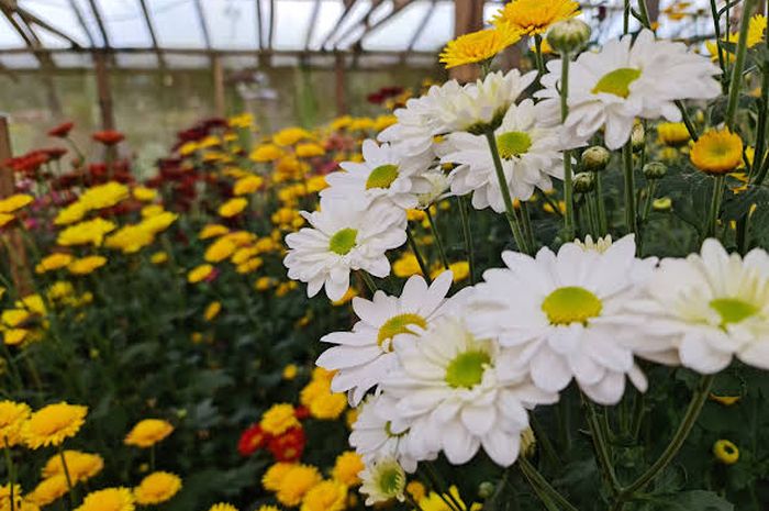 Objek Wisata Malino di Gowa Terbuka bagi Wisatawan Saat Nataru - Sonora.id