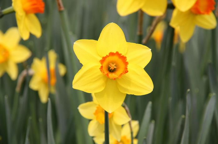 Cocok Jadi Buket Pernikahan, Ini Bunga yang Cerminkan Kepribadian ...