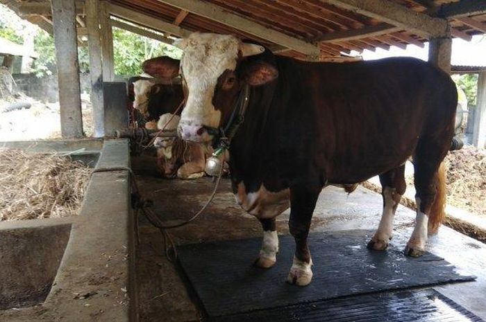 Antisipasi Antraks di Perbatasan Klaten-Gunung Kidul, Ribuan Sapi Divaksin - Sonora.id