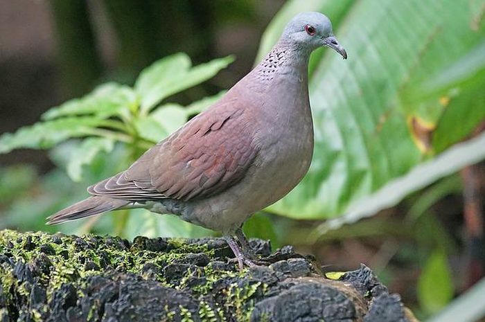 Banyak yang Tak Tahu, Berikut 5 Mitos Burung Pertutut yang Perlu Kamu ...