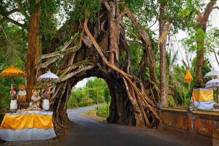 8 Pohon Yang Dianggap Keramat Serta Angker di Bali, Pernah Liat ...
