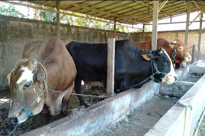 Sapi kena LSD Masih Bisa Jadi Hewan Kurban, Ini Fatwa dari MUI - Sonora.id