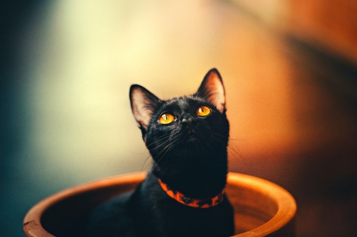 5 Fakta Menarik Kucing Hitam, Salah Satunya Pembawa Keberuntungan ...