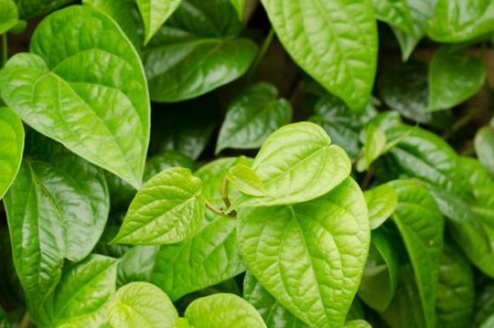 12 Manfaat Daun Sirih untuk Kesehatan Lengkap dengan Cara Mengolahnya - Sonora.id