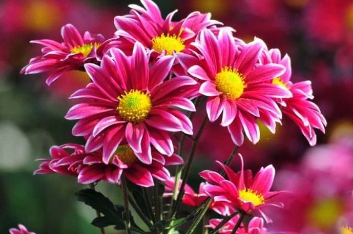 7 Manfaat Bunga Kekwa atau Krisan yang Jarang Diketahui - Sonora.id