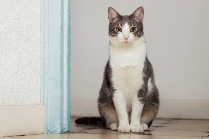 Inilah Ciri-ciri Kucing yang Sedang Hamil dan Cara Terbaik Merawatnya ...