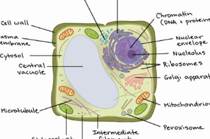 Inilah Fungsi Plastida dalam Tumbuhan, Lengkap dengan Ciri-Cirinya ...