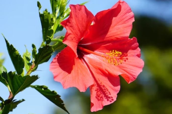 Cara Penyerbukan Bunga Sepatu, Dengan Tangan atau Antropogami - Sonora.id