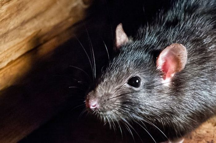 Bumbu Dapur ini Ternyata Ampuh Mengusir Tikus di Rumah, Nyesel Baru ...