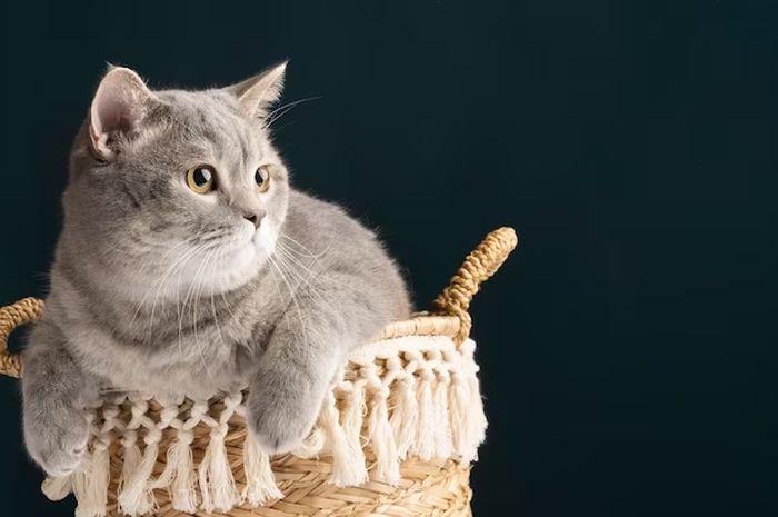 4 Cara Mengetahui Usia Kucing Peliharaan Kamu - Sonora.id
