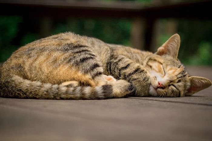 Kucing Anda Bau? Bisa Jadi Pertanda Bakal Mati, Cek Ulasannya Berikut ...