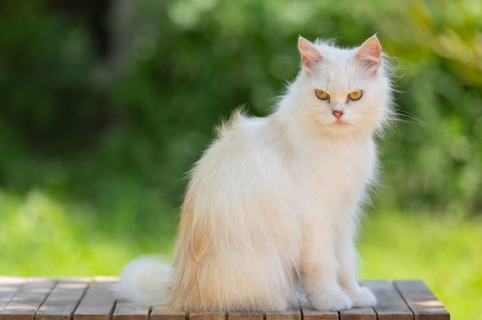 Arti Mimpi Tentang Kucing Putih yang Perlu Diketahui, Pembawa Kabar ... Arti Mimpi Tentang Kucing Putih yang Perlu Diketahui, Pembawa Kabar ...