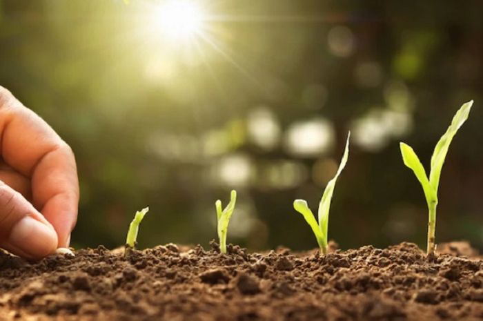 Proses Fotosintesis Pada Tumbuhan yang Perlu Diketahui, Materi SD ...